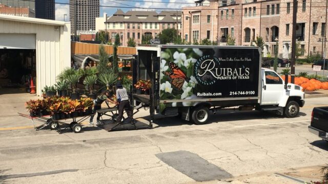 Our Services – Ruibals
